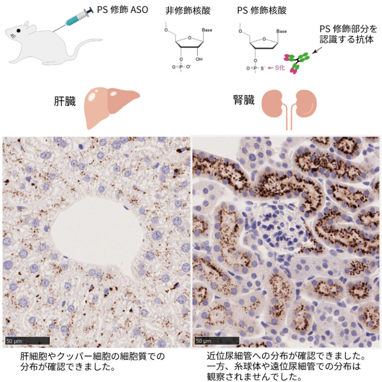 核酸の組織内分布を見る技術–in situ hybridizationや免疫組織染色を利用したソリューションー - Axcelead Drug Discovery Partners株式会社