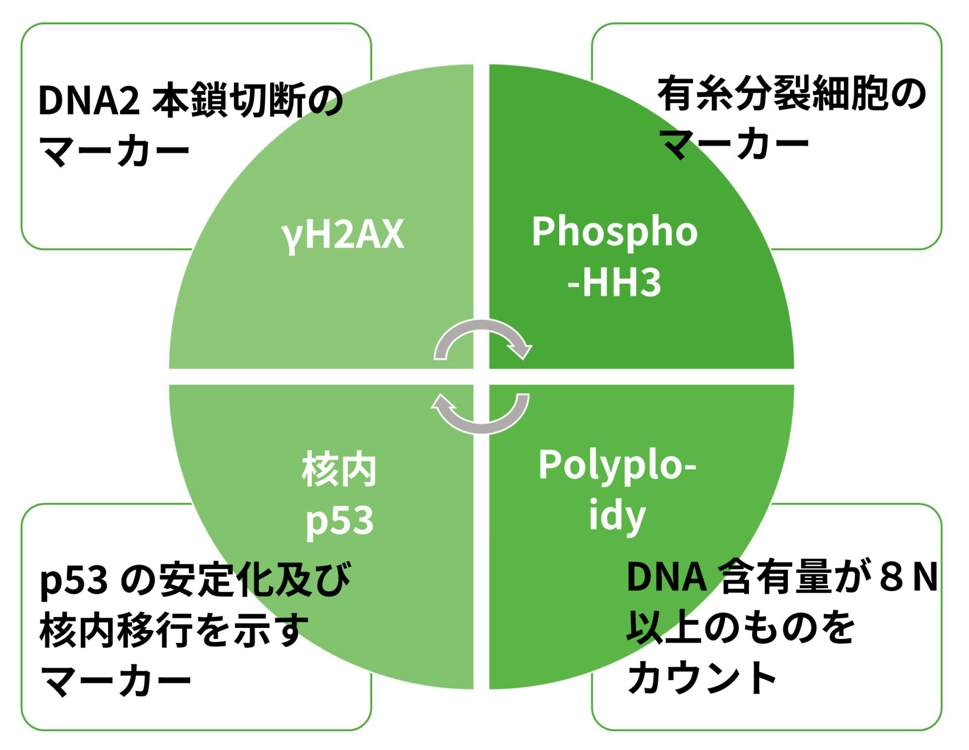 In vitro 探索安全性スクリーニング - Axcelead Drug Discovery Partners株式会社