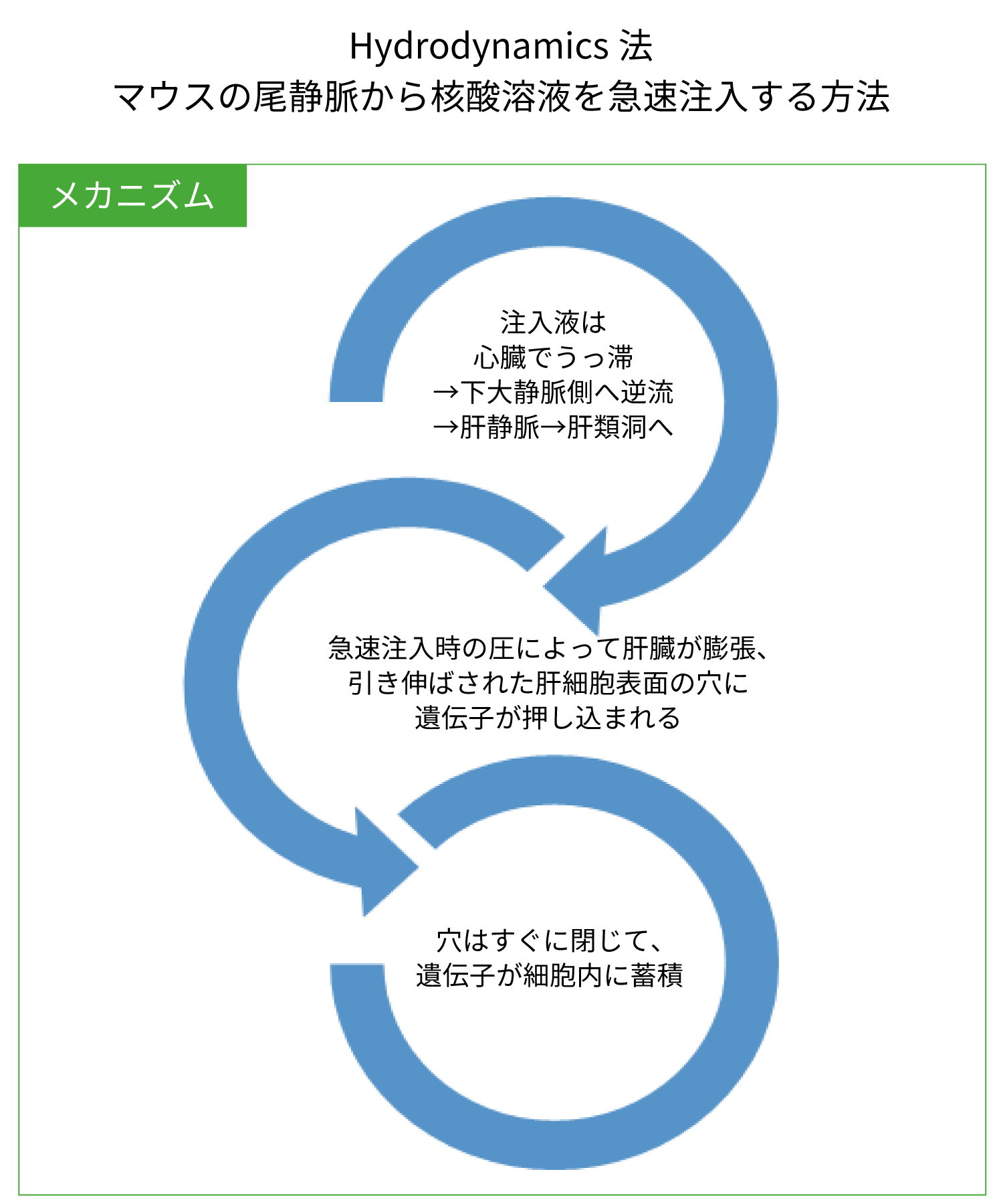 Hydrodynamics法を用いたマウスへのin vivo遺伝子導入 - Axcelead Drug Discovery Partners株式会社