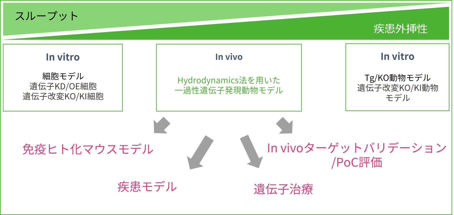 Hydrodynamics法を用いたマウスへのin vivo遺伝子導入 - Axcelead Drug Discovery Partners株式会社