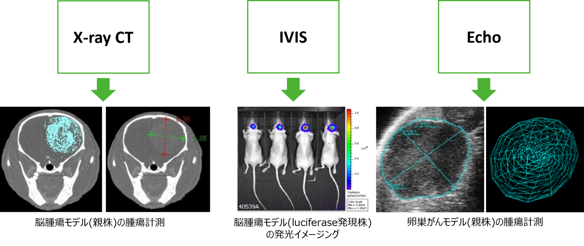 がん同所性移植モデルマウスの作製とin vivo評価 - Axcelead Drug Discovery Partners株式会社